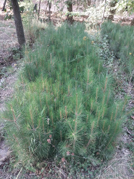 Крим арча кучатлари