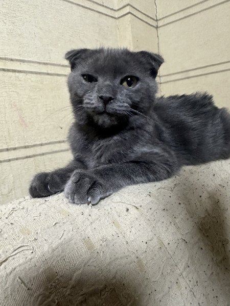 Скотиш фолд мальчик с паспортом 5 месяцев