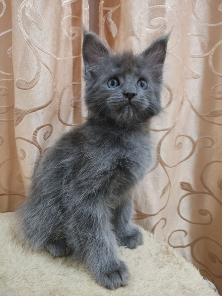 Мейн Кун девочка