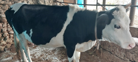 Ona bola sigir sotiladi