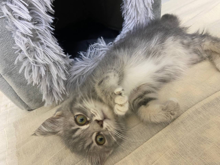 Британский котёнок домик есть всё есть