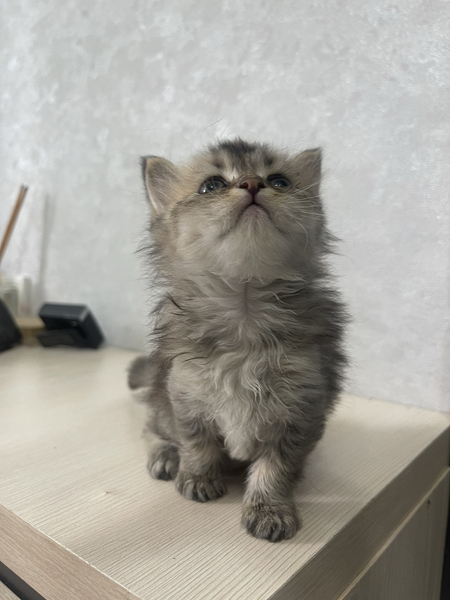 Продается скоттиш страйт С БРНУСАМИ