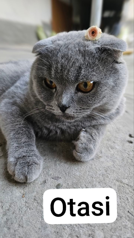 Скоттиш Страйт тоза кон