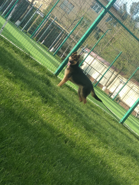 Afcharka toza qon