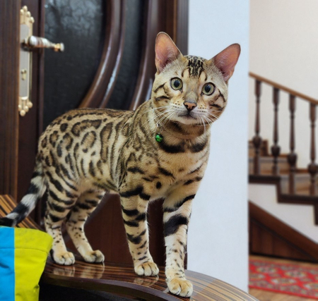 Кот бенгал