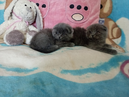 Продаются котята шотландские вислоухие скоттиш фолд мальчики и девочки