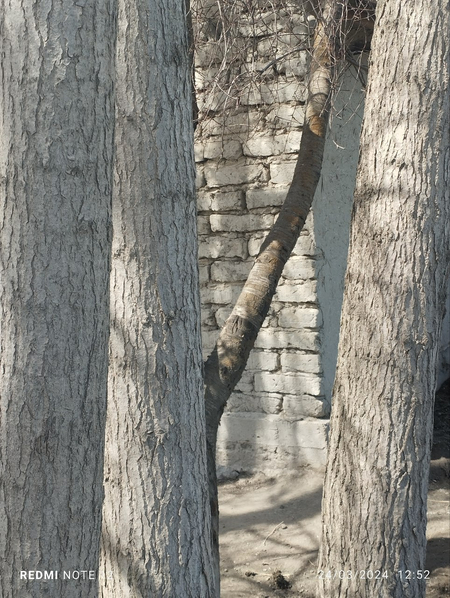 Samarqand Chelak terak bor qurilishga 60ta