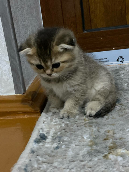 Скоттиш фолд (2 месяца)