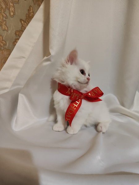 Продается котята