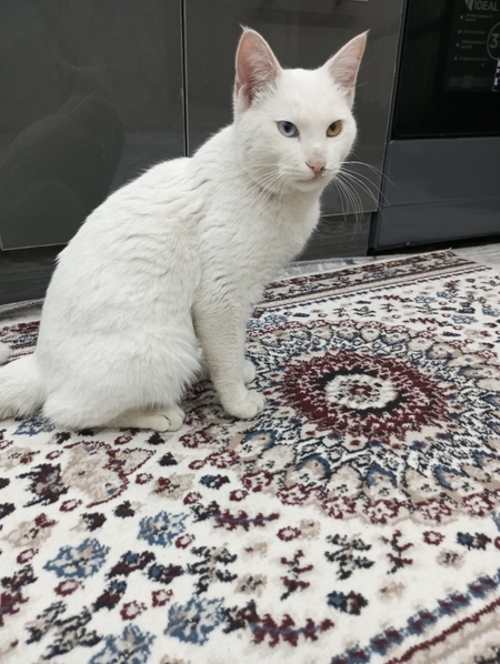 Turk angorkasi mushuk)