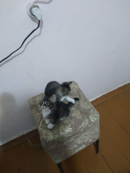 Котята в добрые руки! Домашние , ласковые и игровые, приучены к лотку