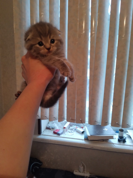 Продам котёнка милого и игривого