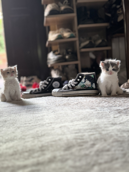 Породистые домашние котята