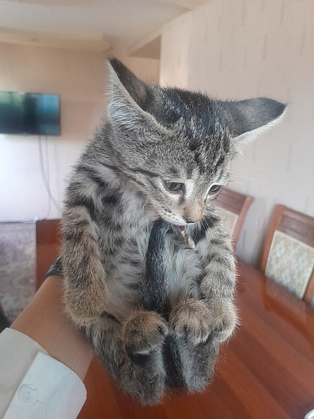 Отдам даром домашний котенок