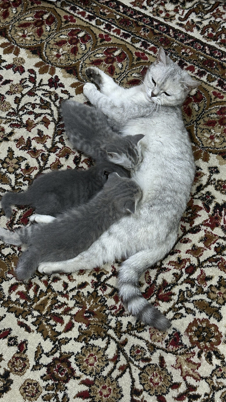 Продается скотиш страйт девочка
