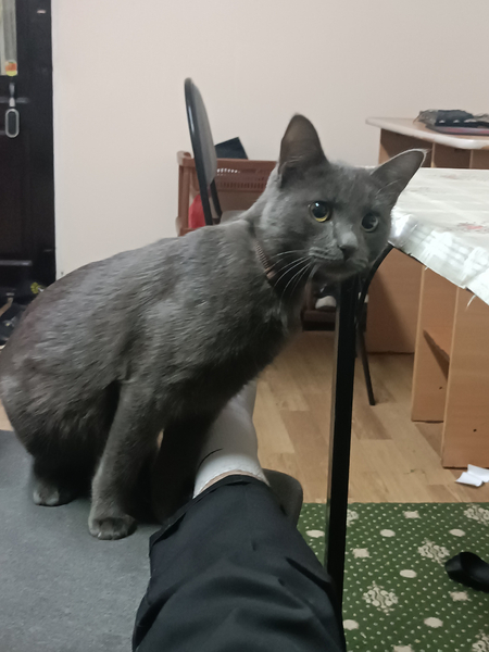 Кот породы русской голубой