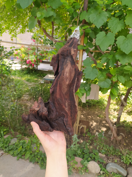Ивовые и мангровые коряги