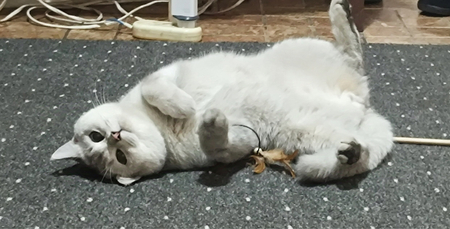 Чистокровная шотландская вислоухая / Scottish fold