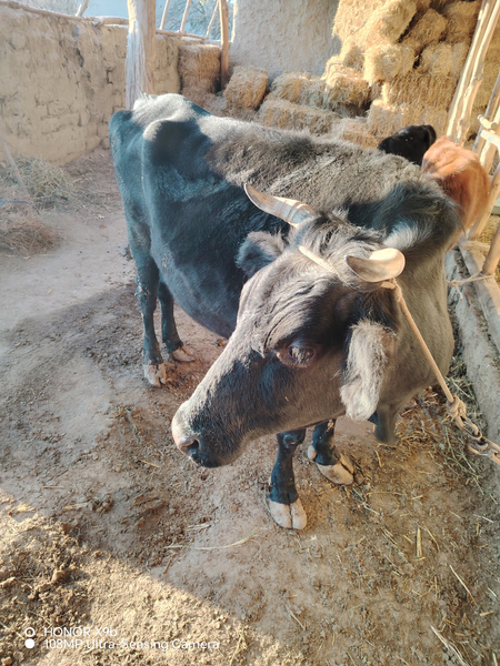 Boqilgan sigir sotiladi. So\\\'yib olishgayam beraman.