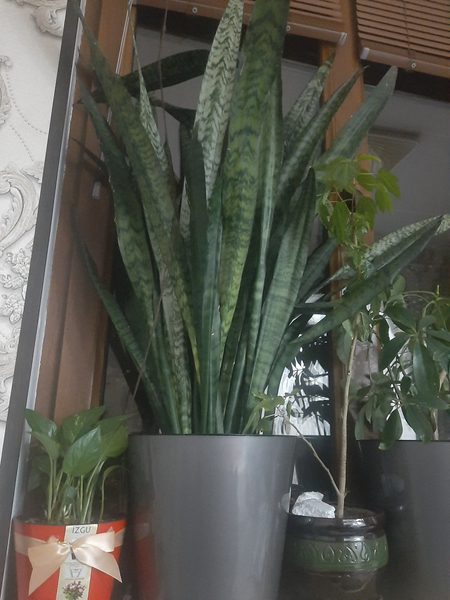 Sansivariya guli