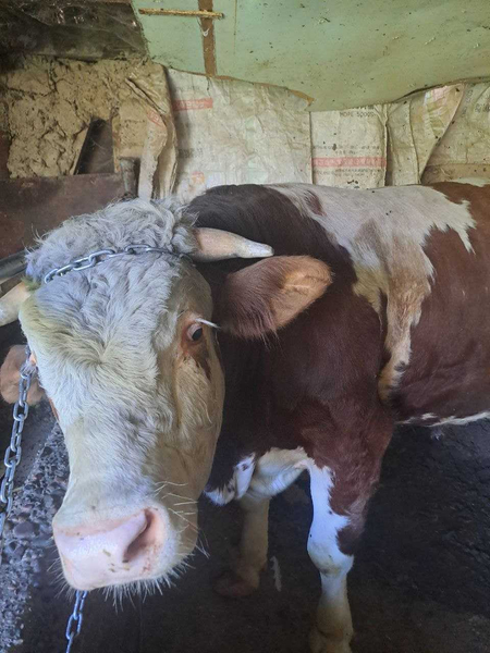 Buqa sotiladi qurbonlikka srochna