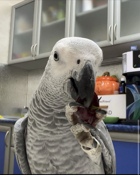 Попугай породы African Gray-жако