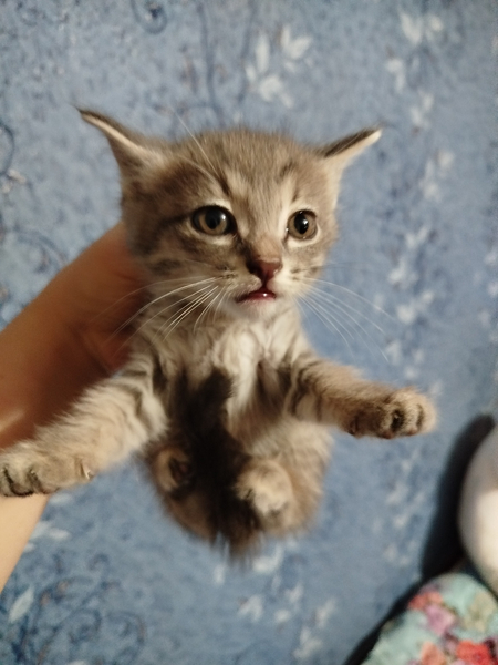 продаю котят, в добрые руки