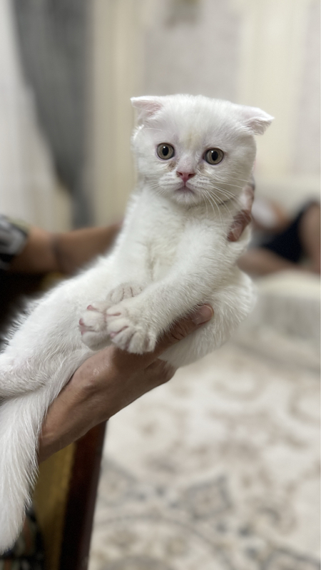 Продам котёнка чистокровный скотиш фолд