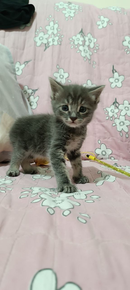 Котёнок ищет свой дом