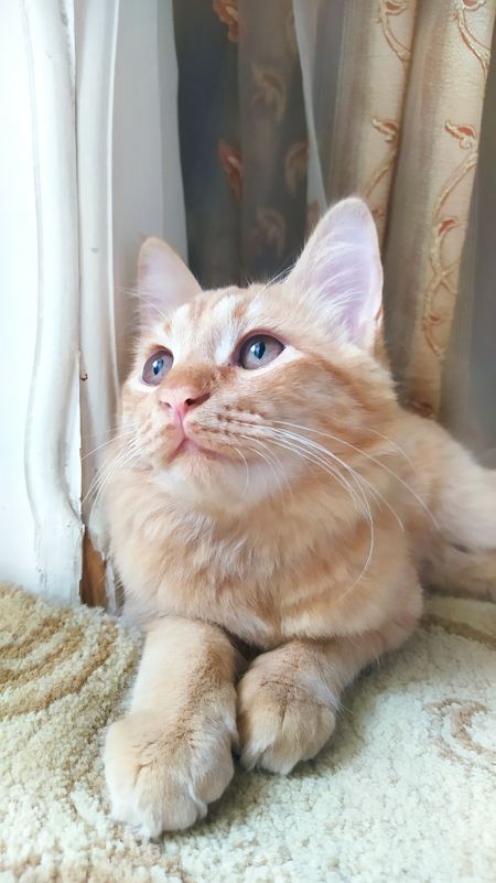 Котик 7 месяца отдам в хорошие руки