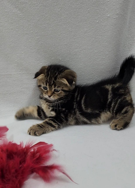 Котята фолд шиншилла мальчик девочка скотиш фолд