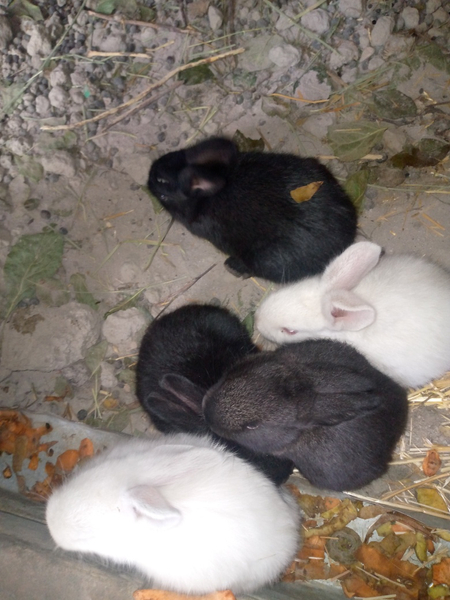 Qiyonchilar  5ta sotiladi