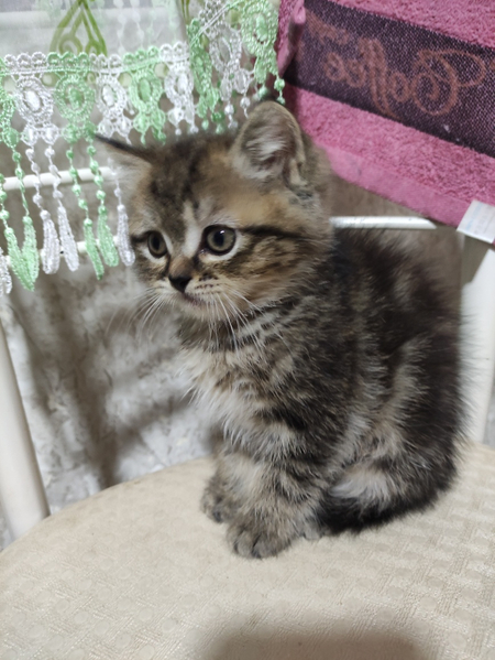Шотландские Скотиш страйт мальчик