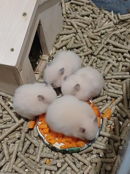 Хомячки сирийские маленькие