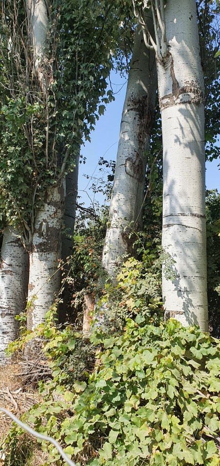 TERAK daraxti sotiladi