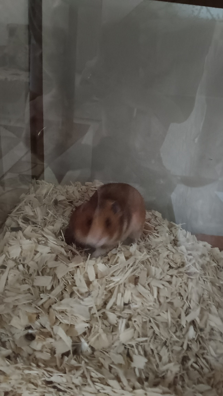 Hamster cinsi sickan