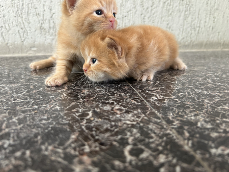 скотиш страйт