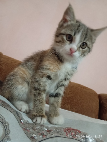Mehribon  insonlar uchun muchuk bolalari