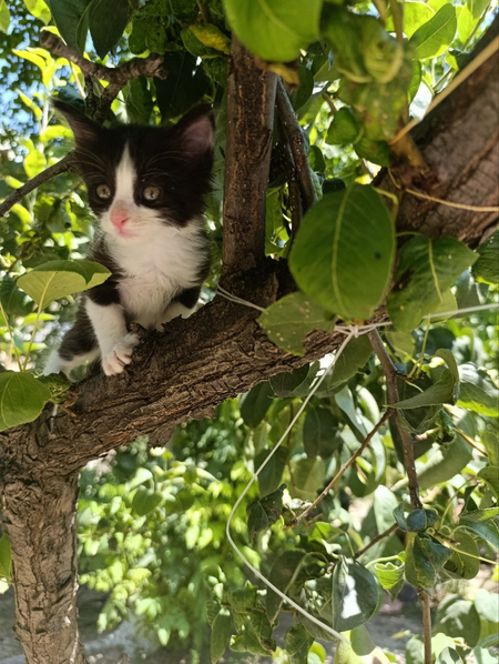 Отдаются котята в хорошие руки