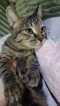 Котёнок мальчик в хорошие ручки
