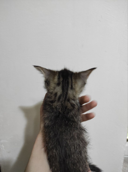 Отдаются котята в хорошие руки!