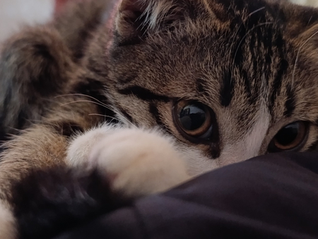 Mushuk Scottish Fold aralash tekin