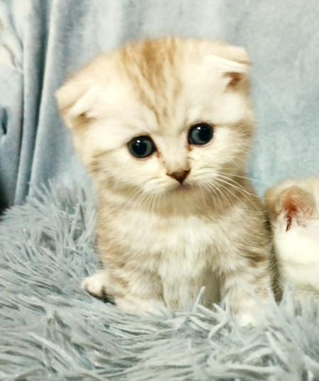 Котята золотистой шиншиллы девочки