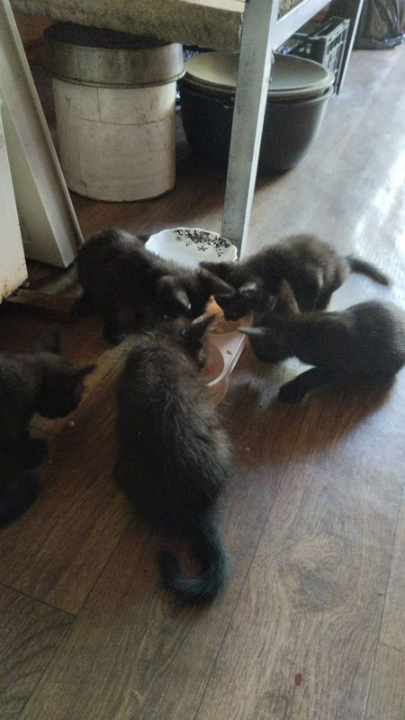 Отдаются котята в добрые руки