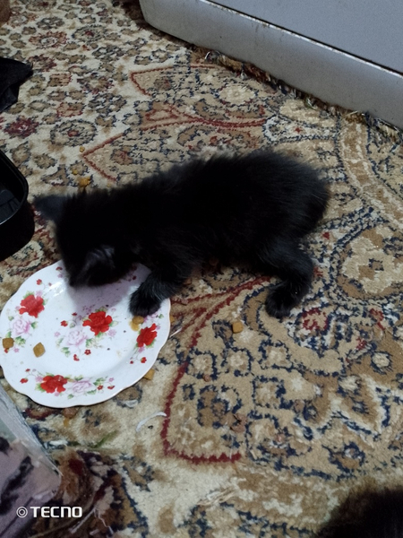Отдам котят без оплаты.