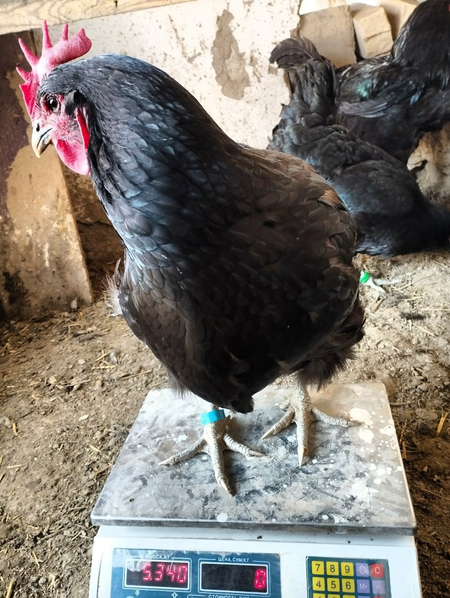 Gigant qora shaxzoda jojalari va tuxumlarinsotiladi.