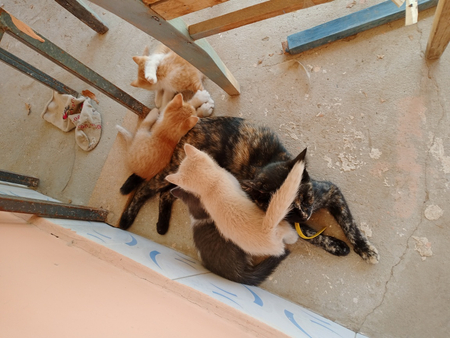 Отдам котят даром