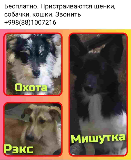 Бесплатно котята , собачки .