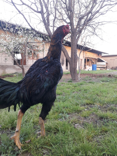 1 tulle sotiladi