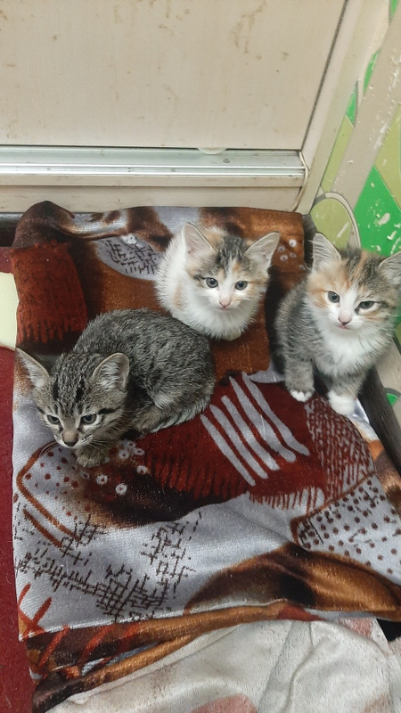 Котятки весёлые,  ласковые и игривые